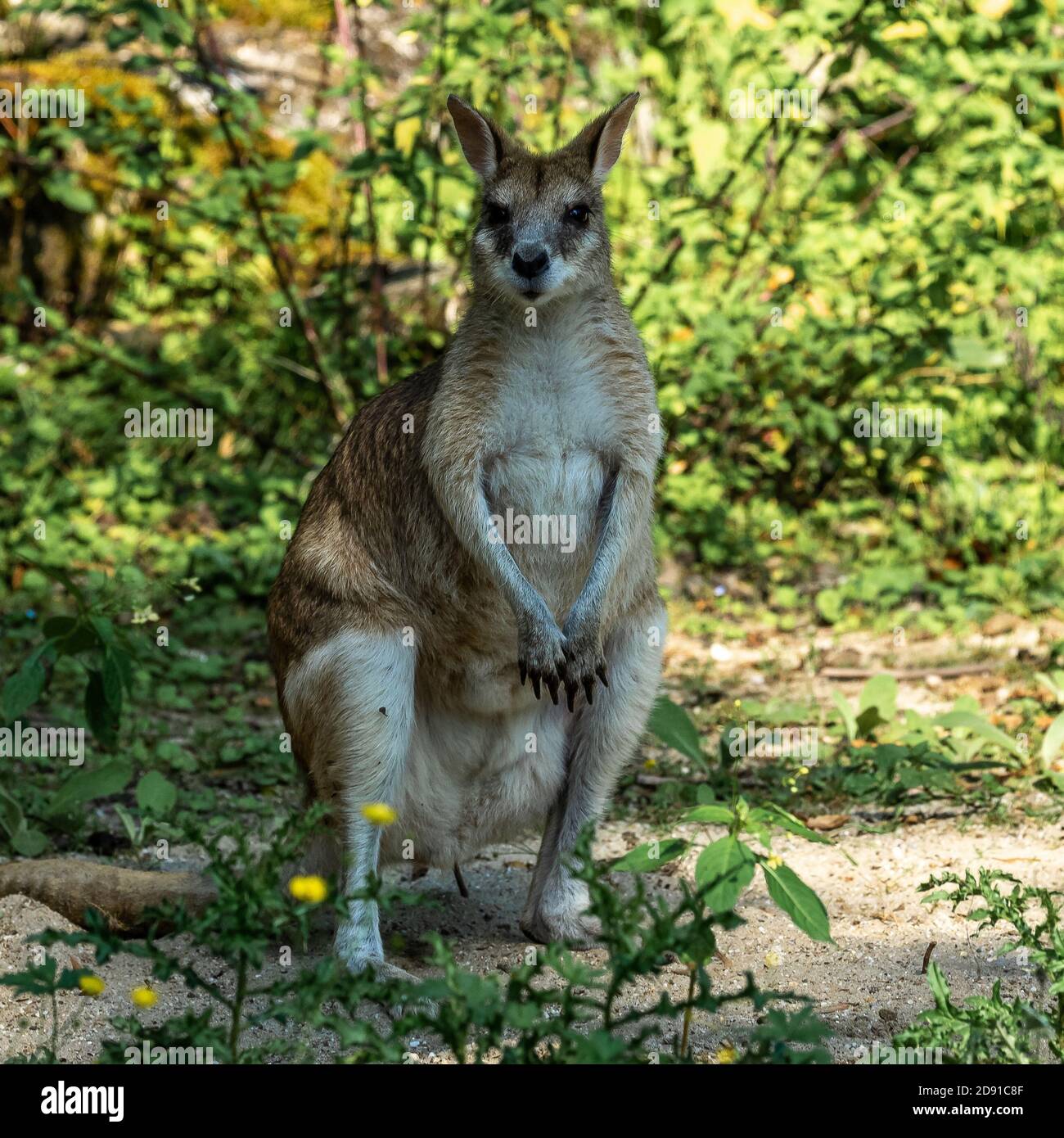 The agile wallaby, Macropus agilis also known as the sandy wallaby is a ...