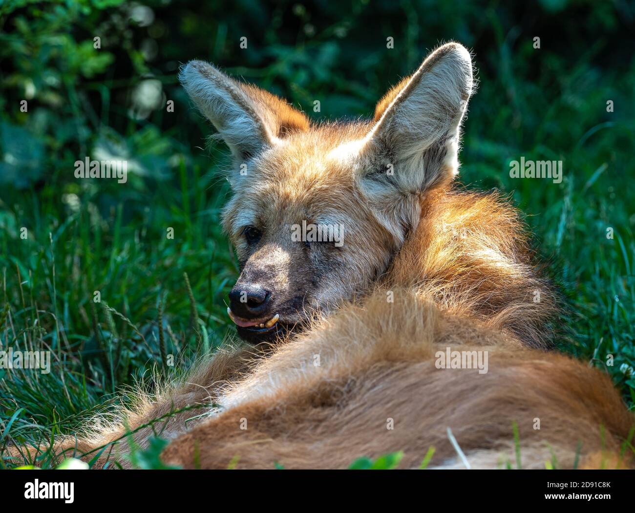 The Maned Wolf, Chrysocyon brachyurus is the largest canid of South America. This mammal lives ...