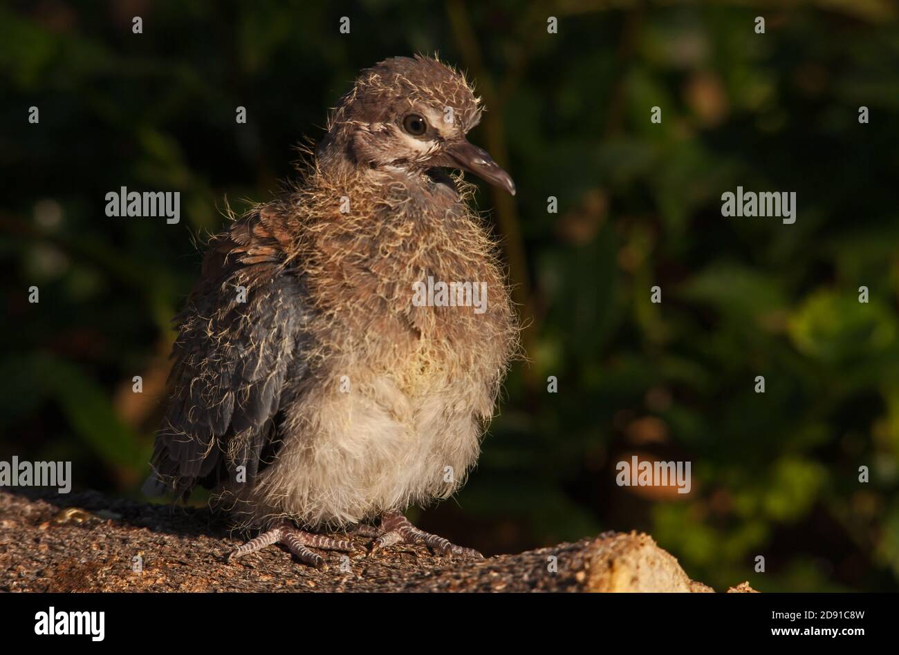 Fledgling dove hi-res stock photography and images - Alamy