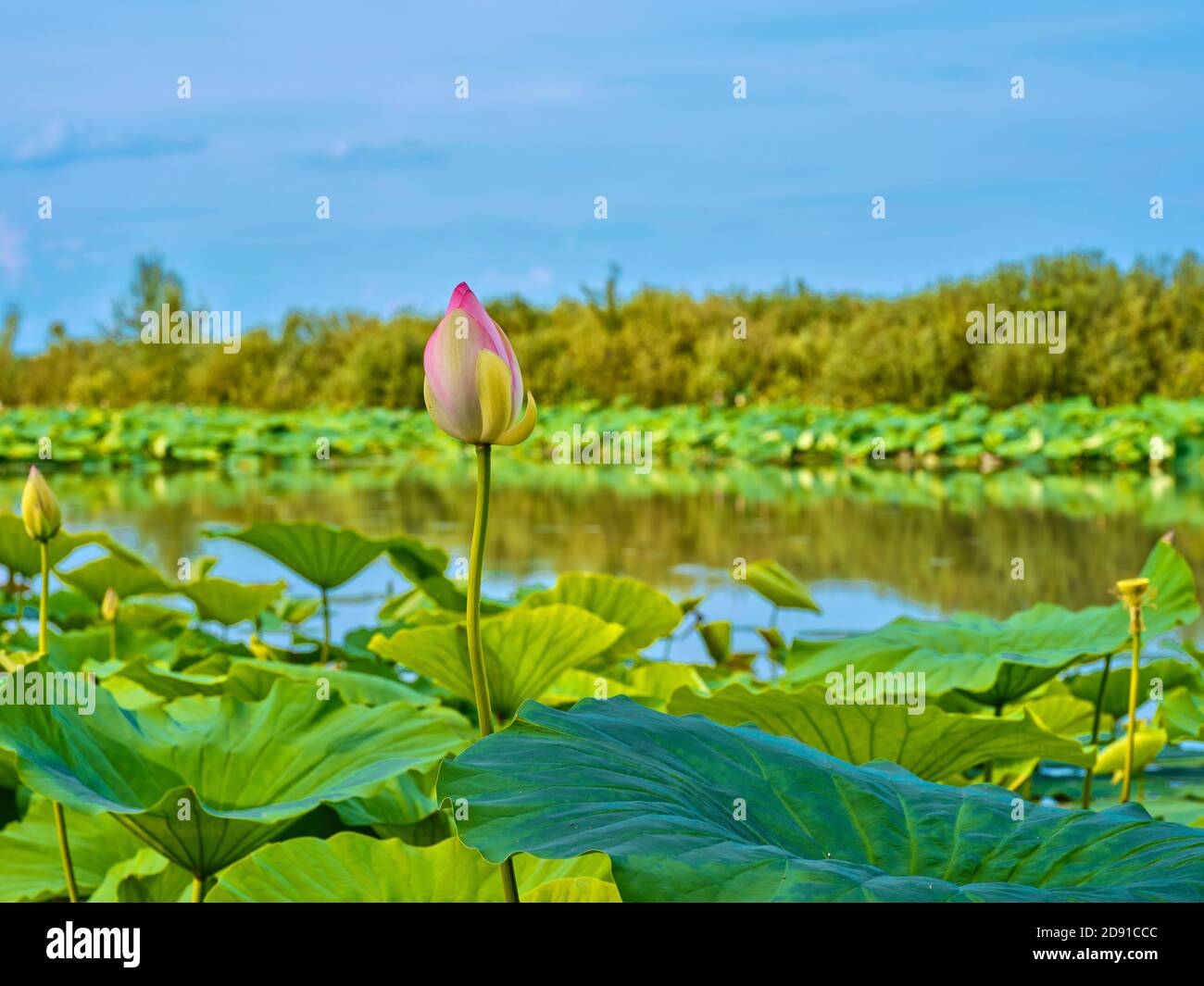 Blue lotus flowers hi-res stock photography and images - Alamy