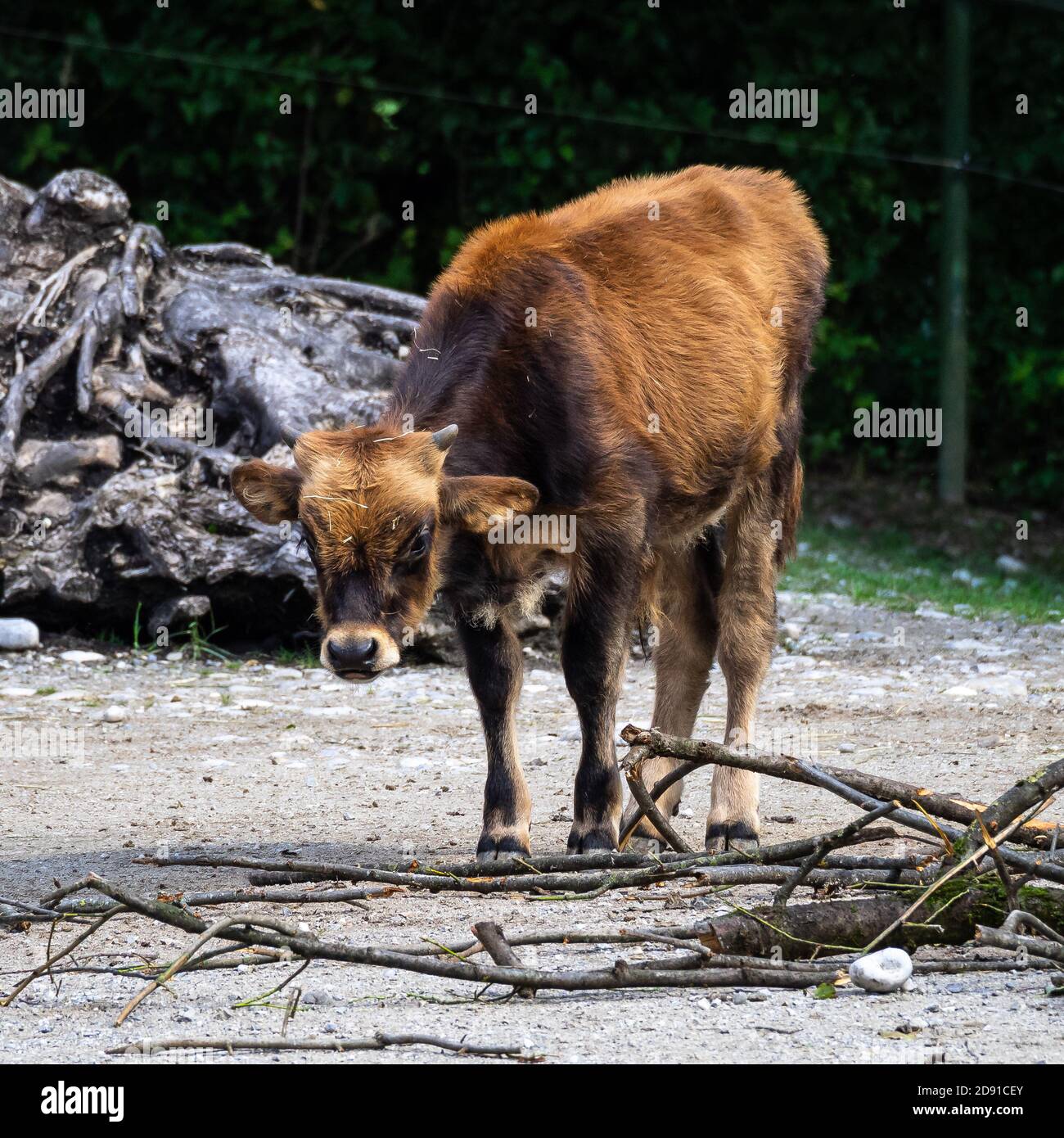 Aurochs urus bos primigenius bull hi-res stock photography and images ...