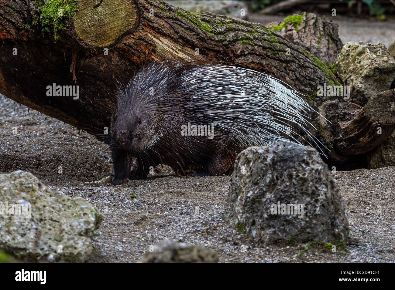 The Indian crested Porcupine, Hystrix indica or Indian porcupine, is a ...