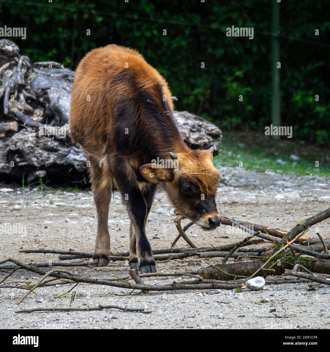 Heck cattle, Bos primigenius taurus, claimed to resemble the extinct ...