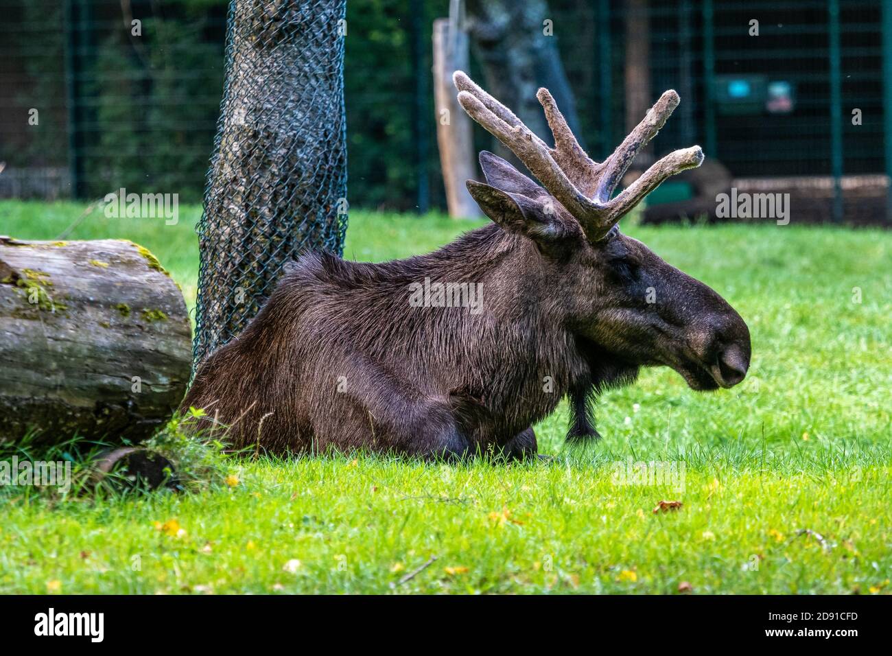 European Moose, Alces alces, also known as the elk. Wild life animal ...