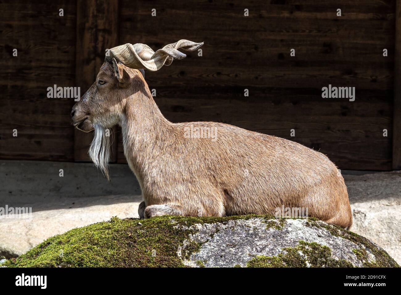 Twisting Horns High Resolution Stock Photography and Images - Alamy