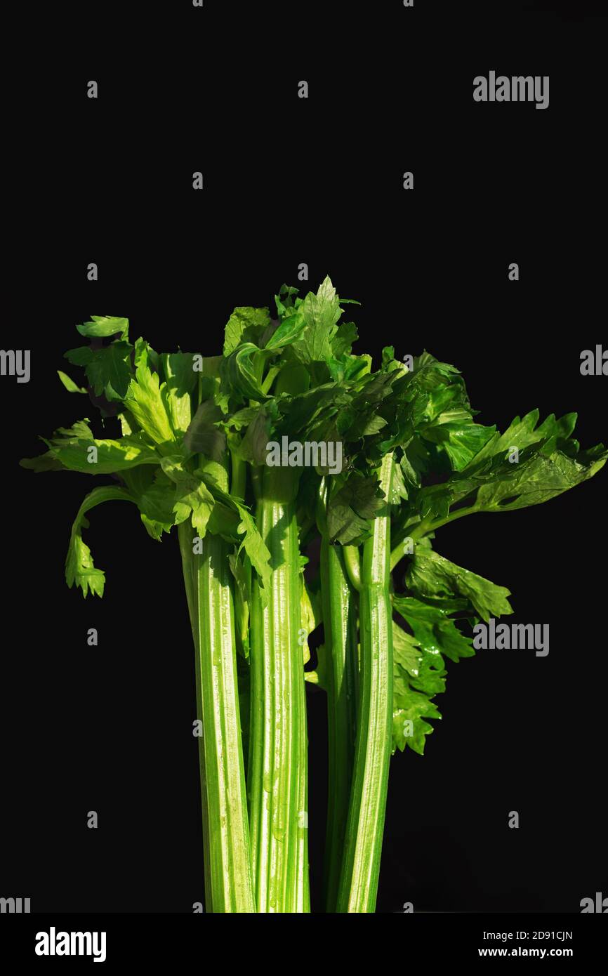green celery branch isolated on black background, natural sunlight ...