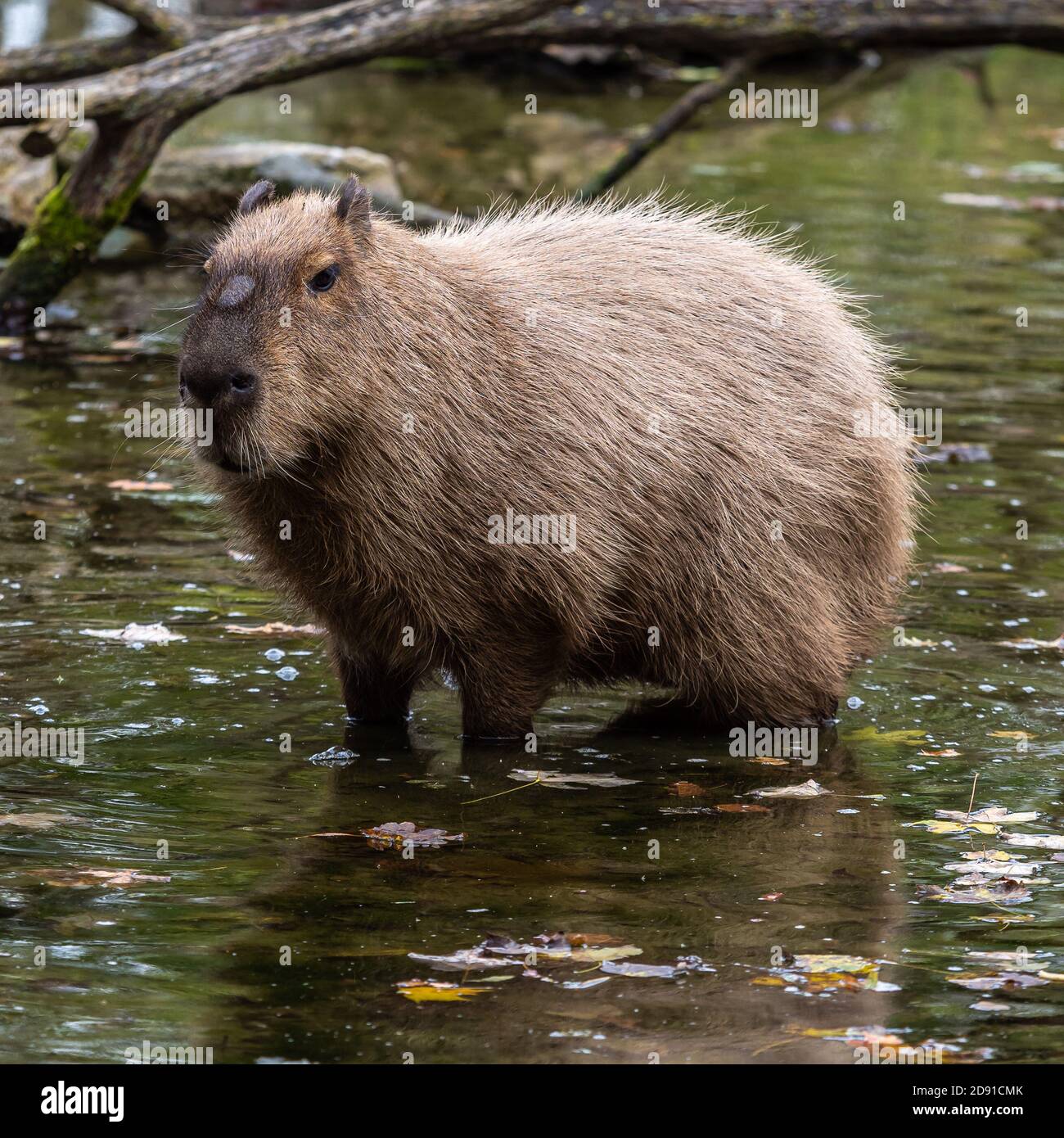The capybara, Hydrochoerus hydrochaeris is a mammal native to South ...