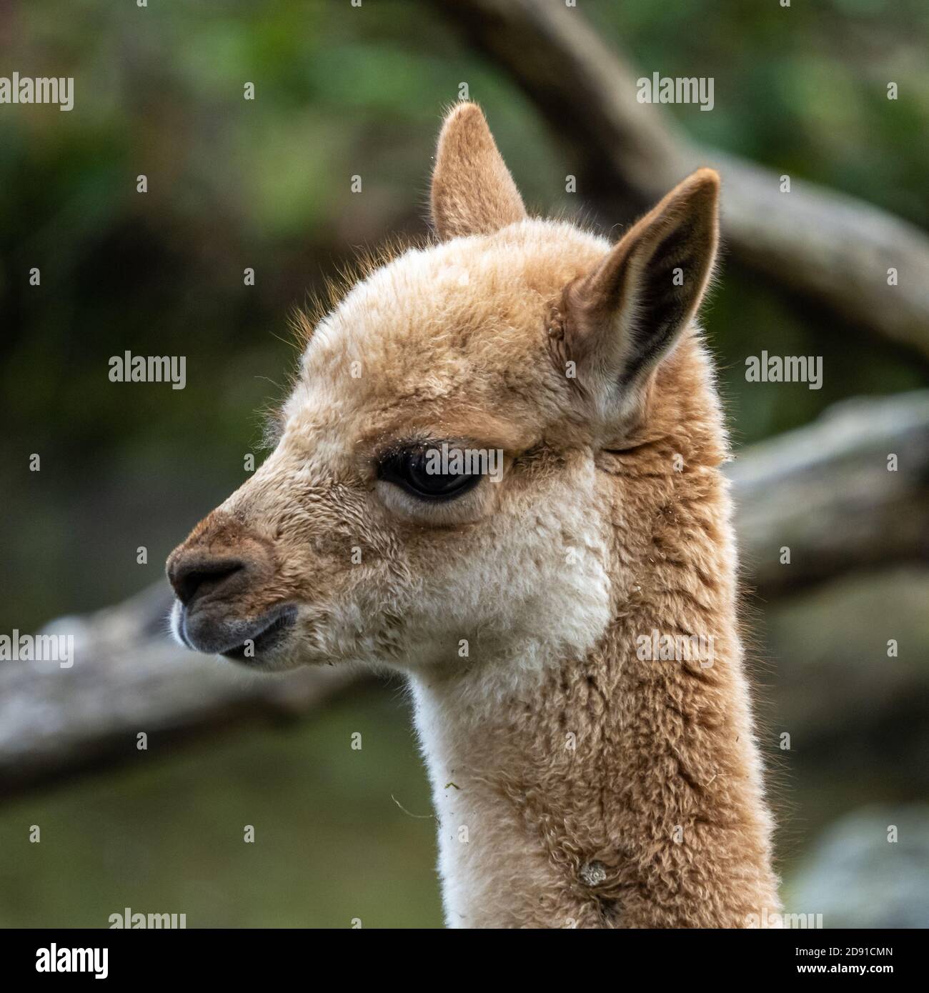 Vicunas, Vicugna Vicugna, relatives of the llama which live in the high ...