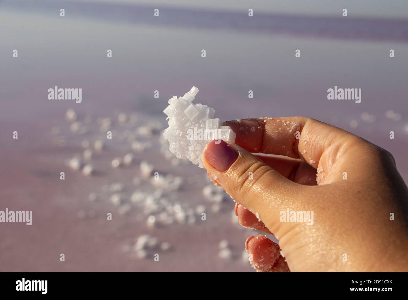 A salt crystal in the hands, formed on a pink lake that has a high ...