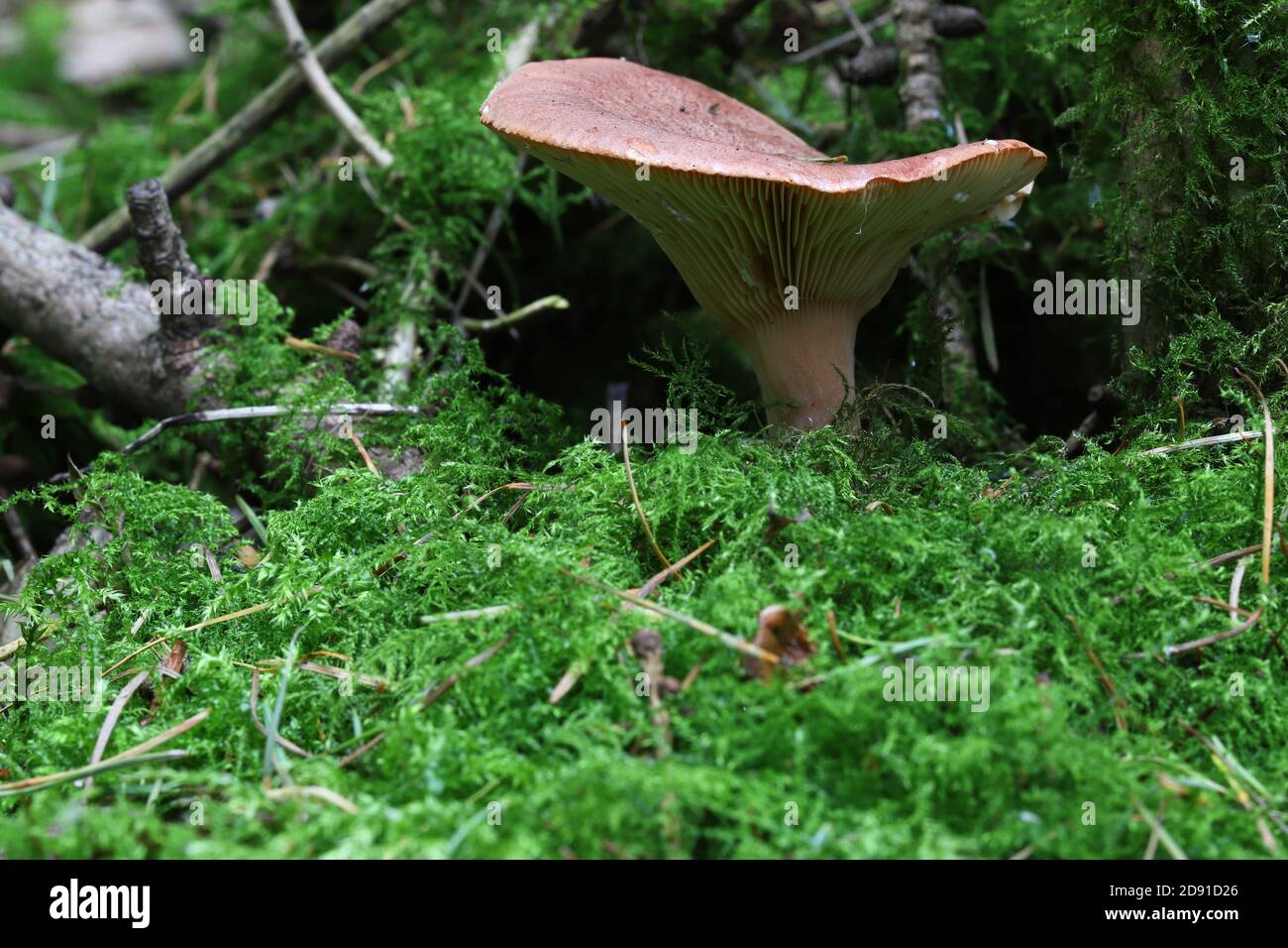 The Rufous Milkcap High Resolution Stock Photography and Images - Alamy