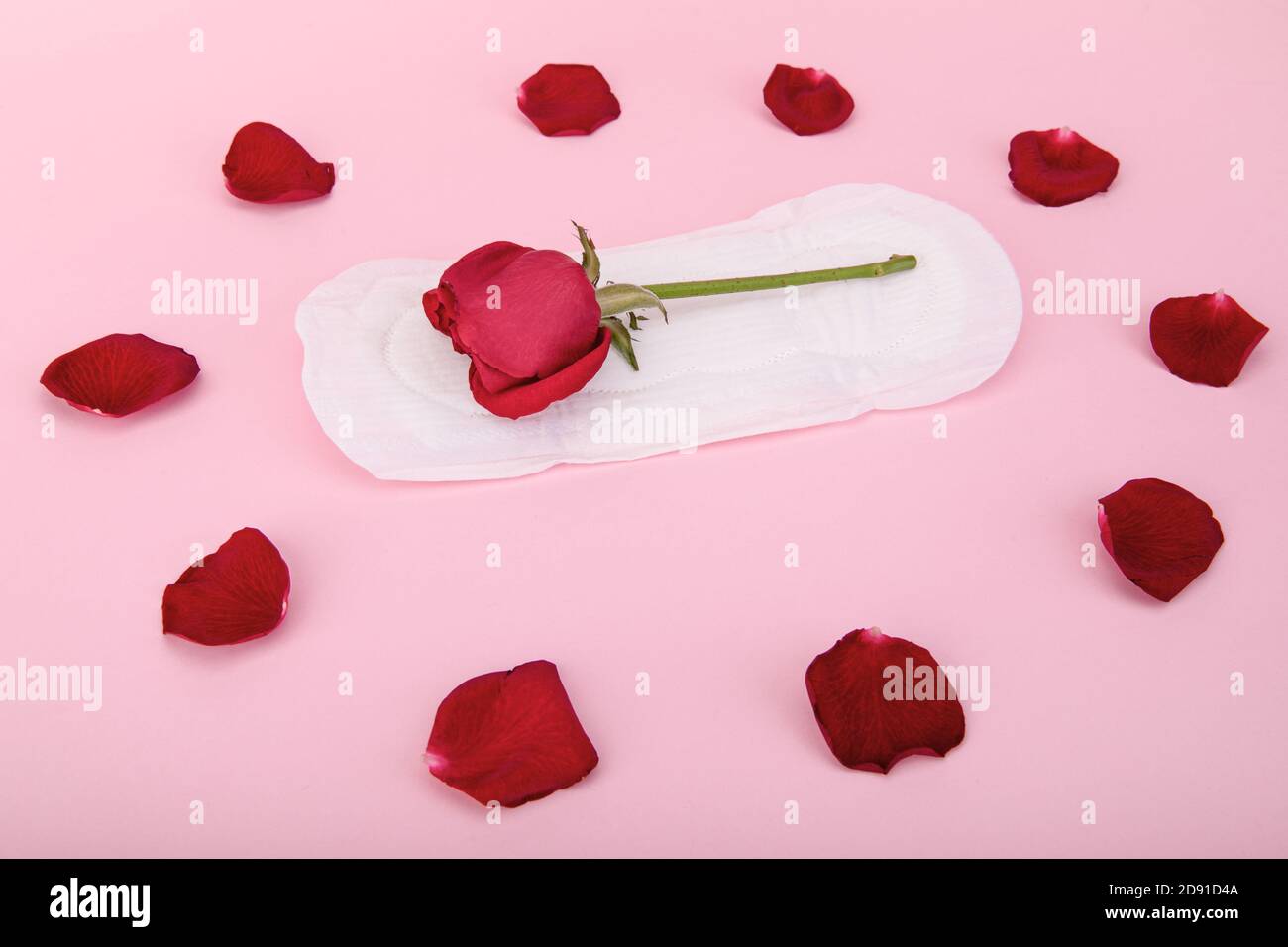Red rose on a sanitary pad surrounded with petals on a pink background ...