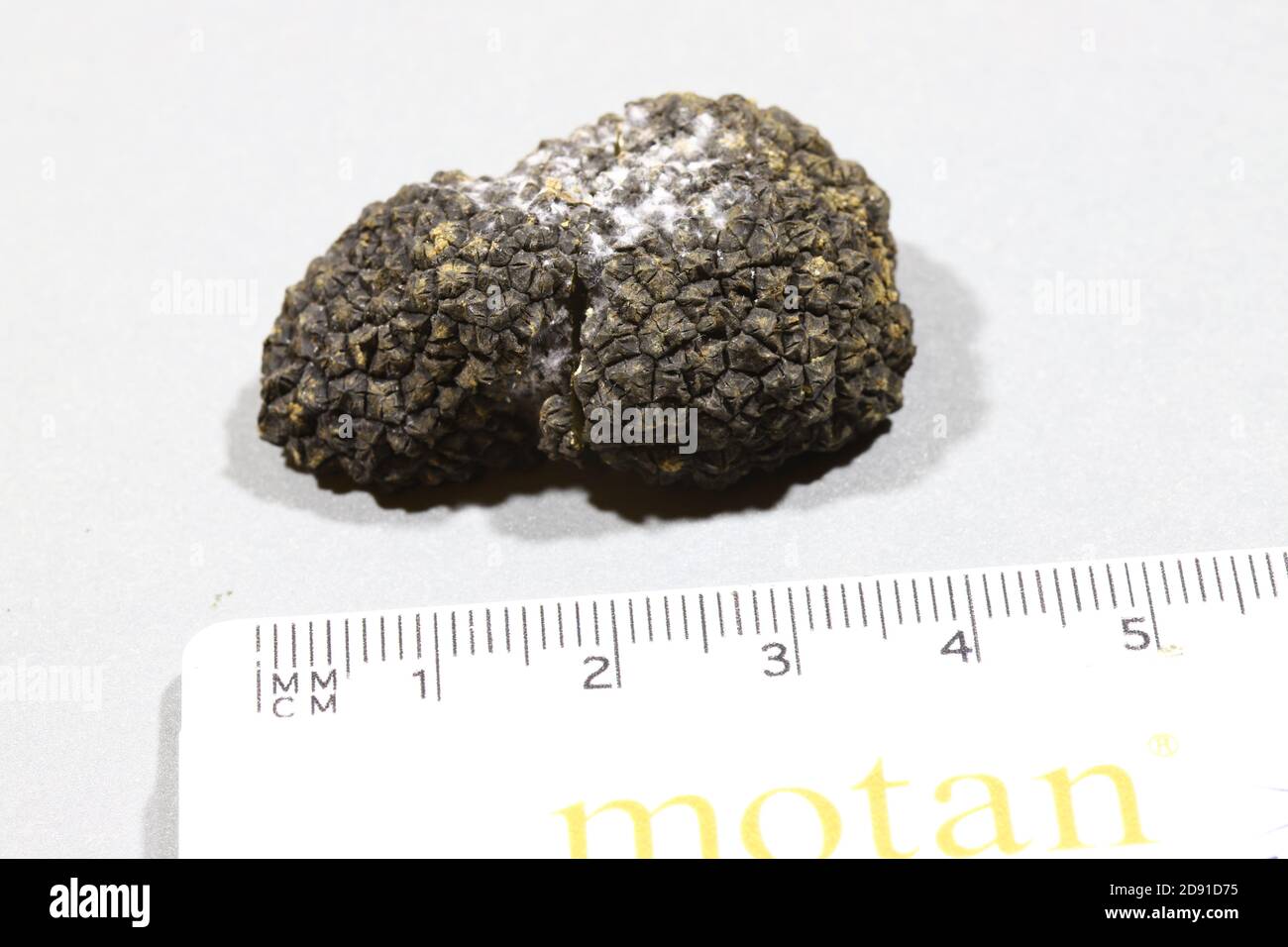 Tuber aestivum, the summer truffle Stock Photo - Alamy