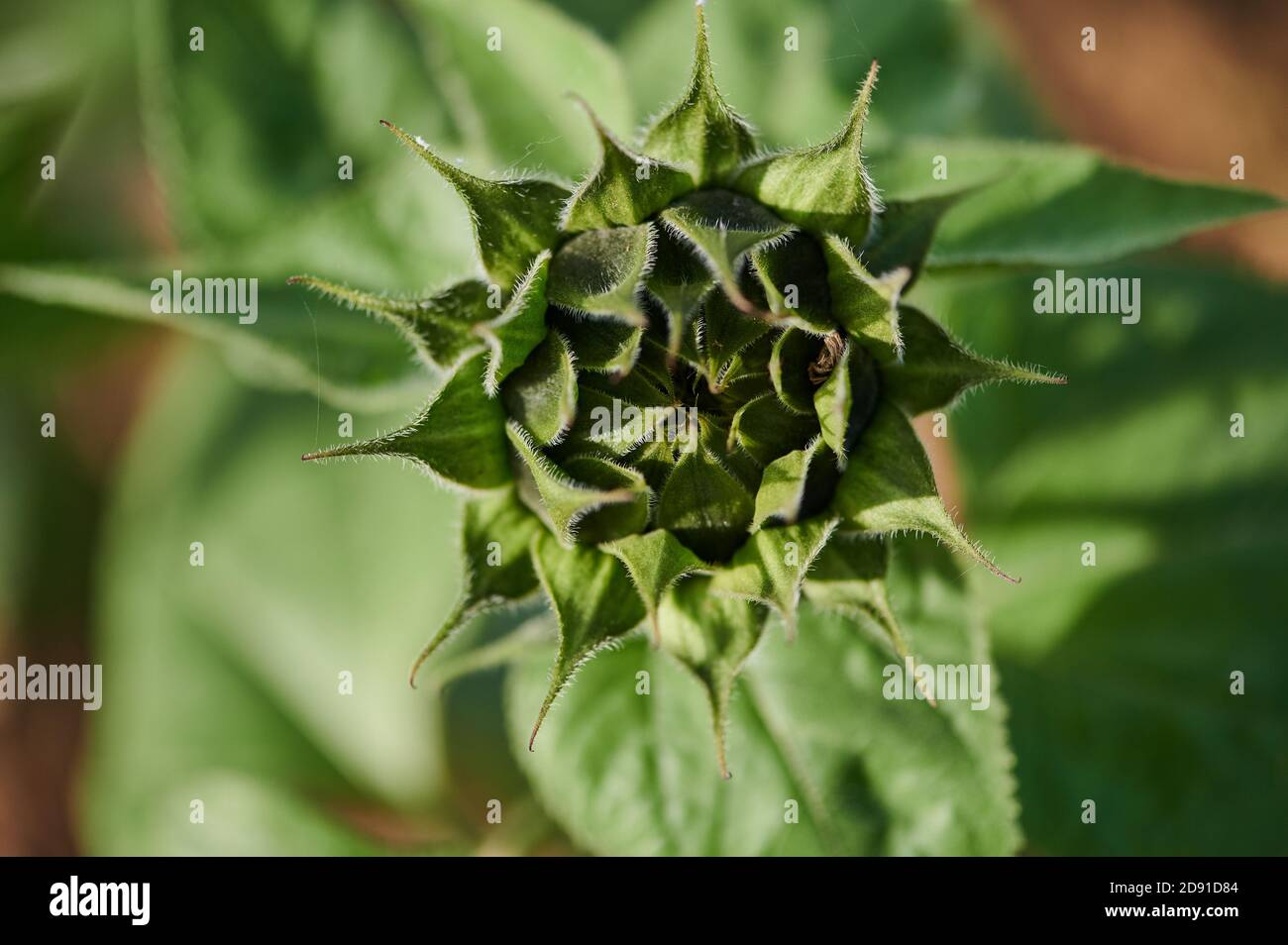 Single leaf bright in sunshine hi-res stock photography and images - Alamy