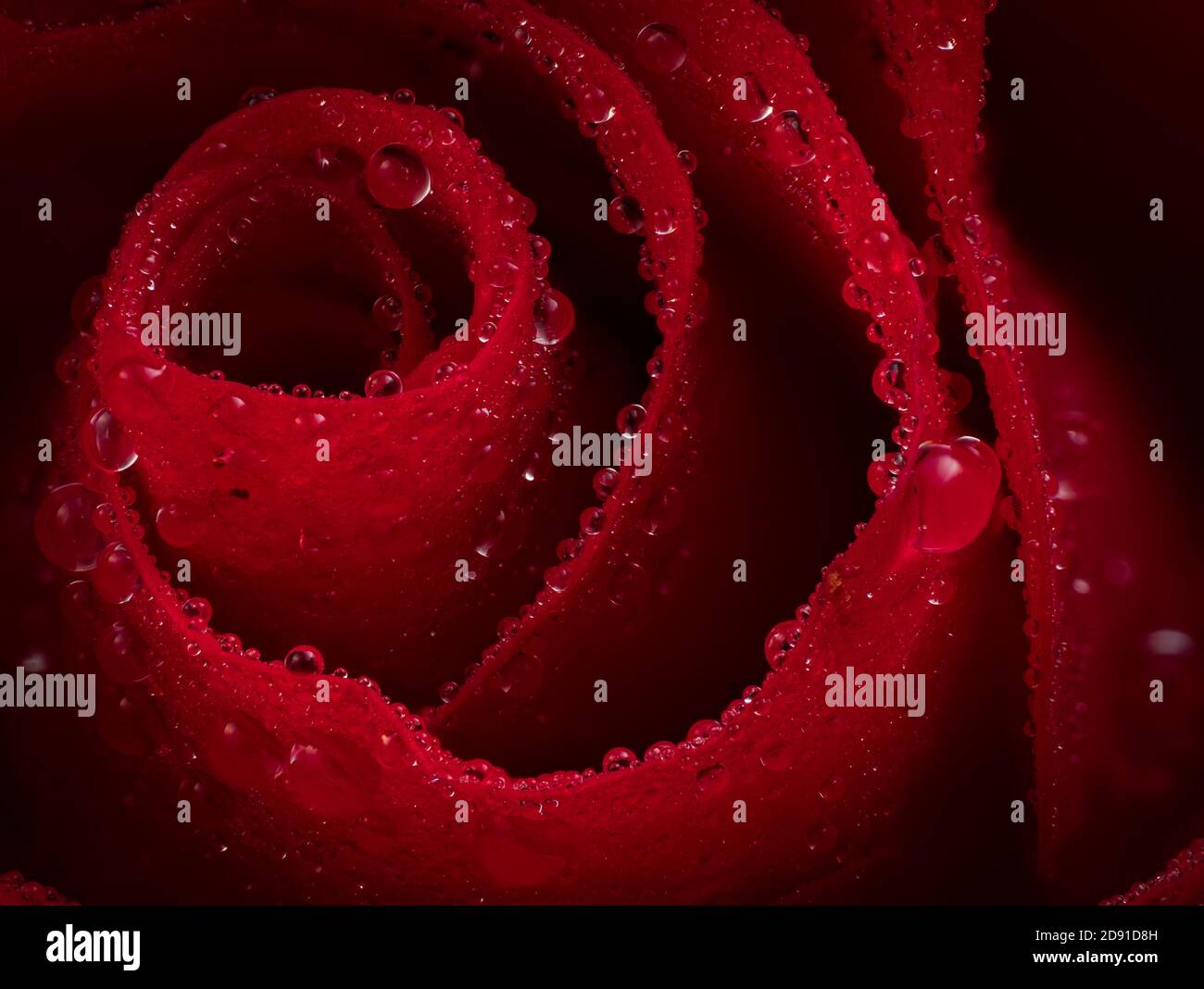 Dew Soaked Red Rose Stock Photo - Alamy