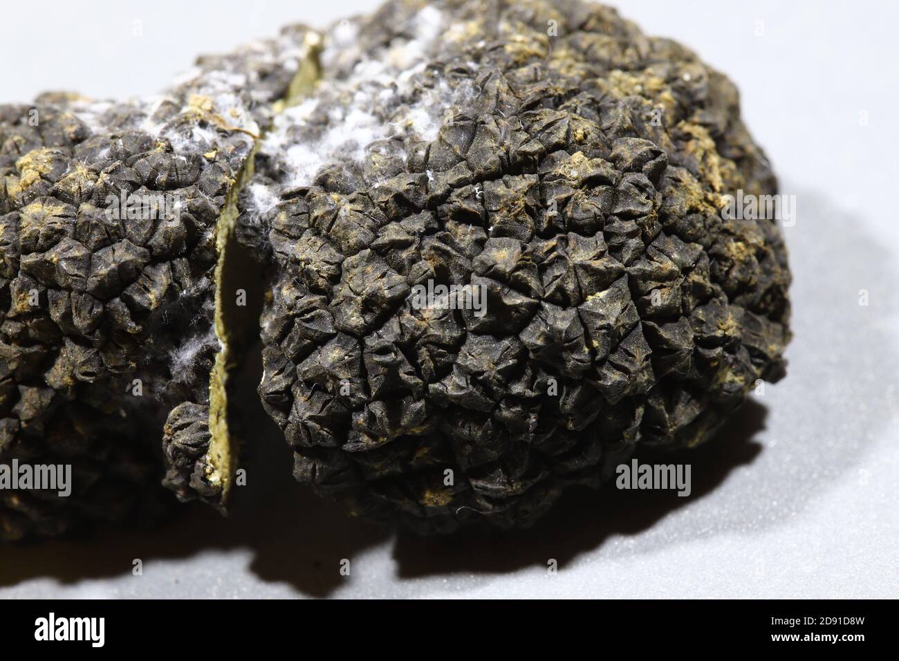 Tuber aestivum, the summer truffle Stock Photo - Alamy