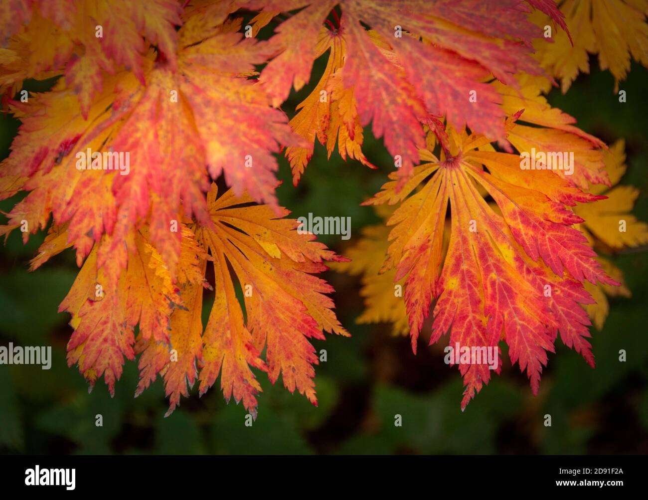 Variegated japanese acer acer palmatum hi-res stock photography and ...
