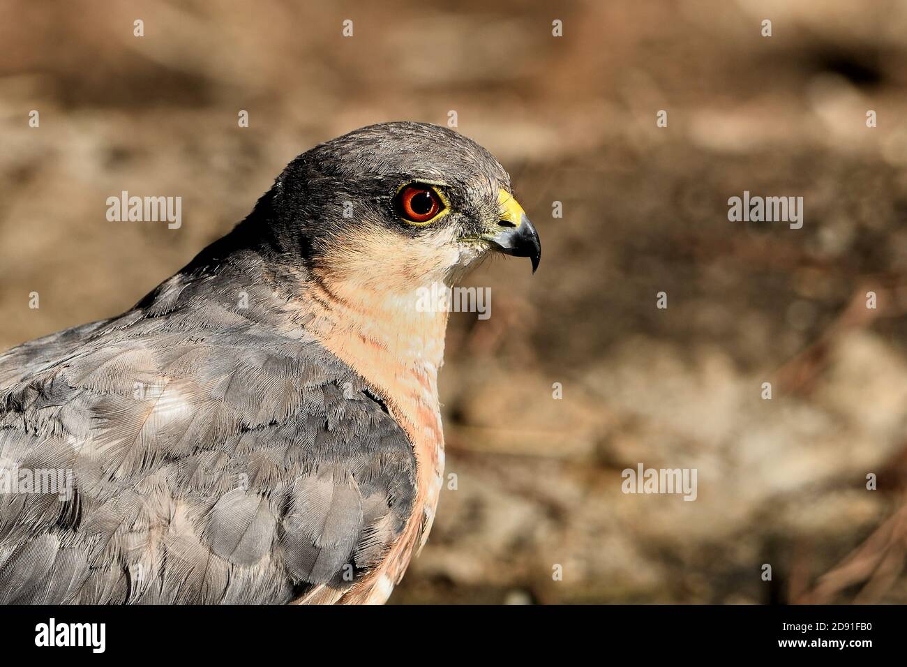 Sparrowhawk Feather High Resolution Stock Photography and Images - Alamy