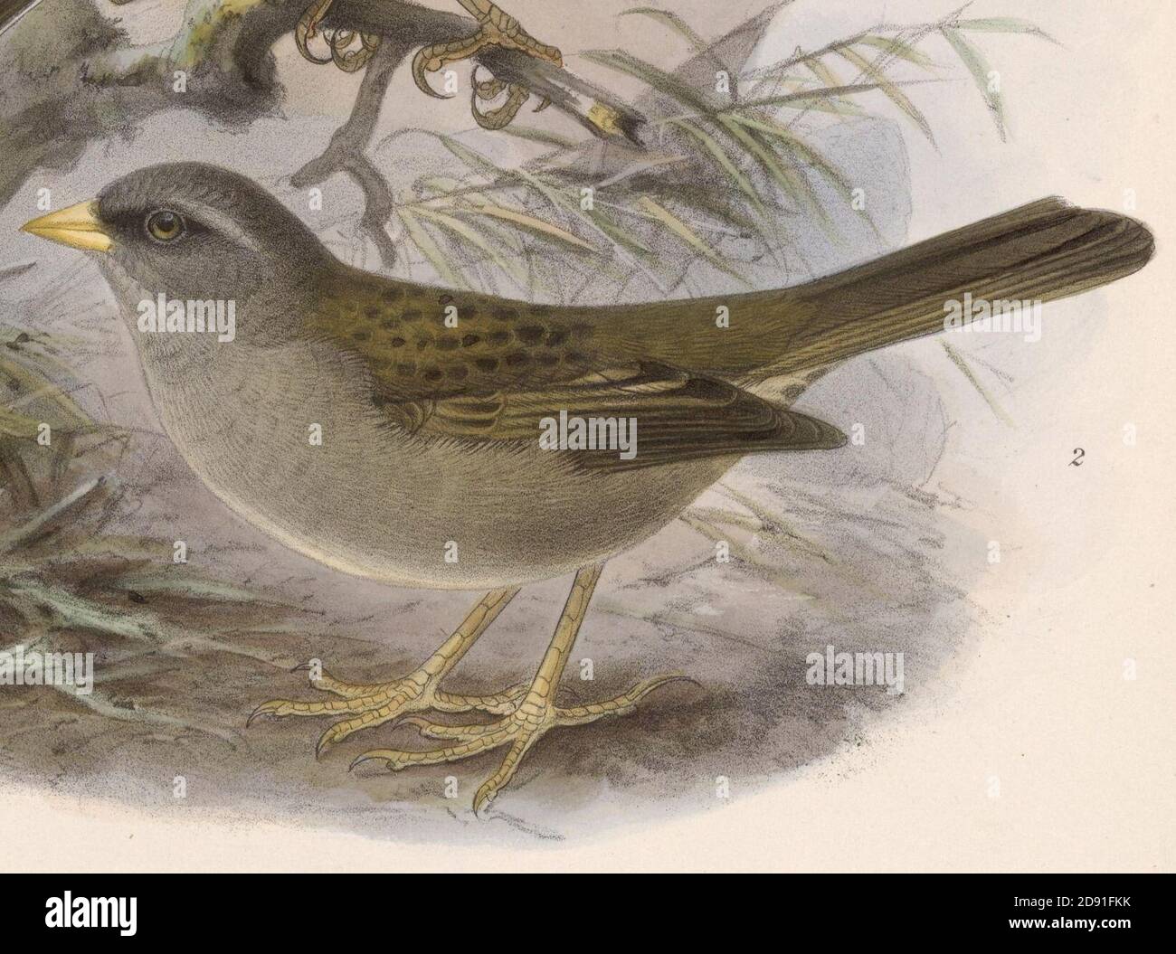 Junco vulcani 1902 Stock Photo - Alamy