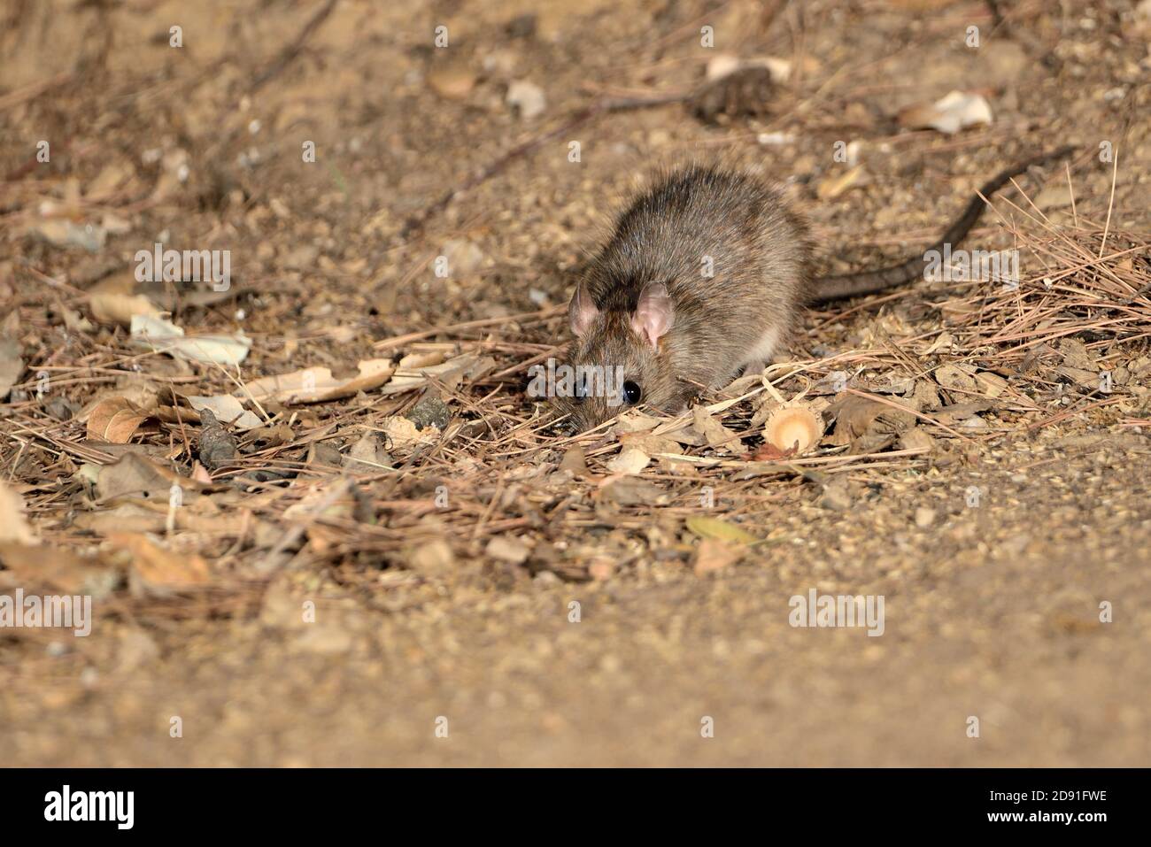Rat Nose High Resolution Stock Photography and Images - Alamy