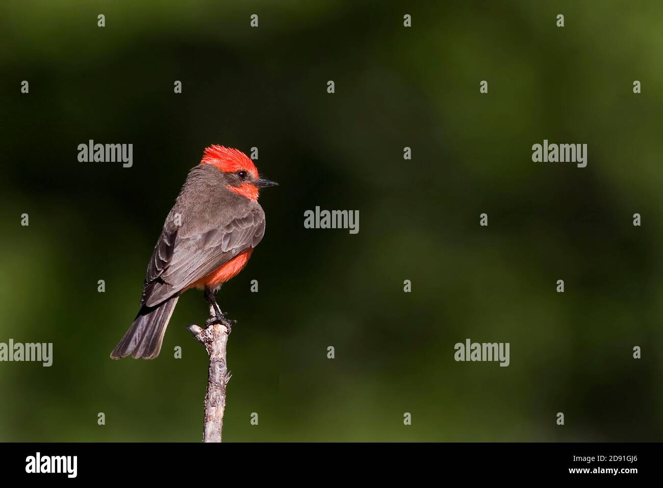 Vermillion flycatcher male pyrocephalus hi-res stock photography and ...