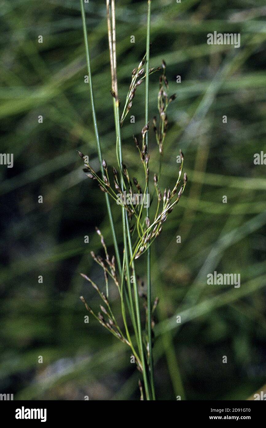 Juncus balticus NRCS-1 Stock Photo - Alamy