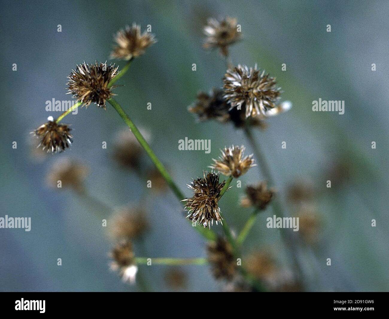 Juncus Brevicaudatus