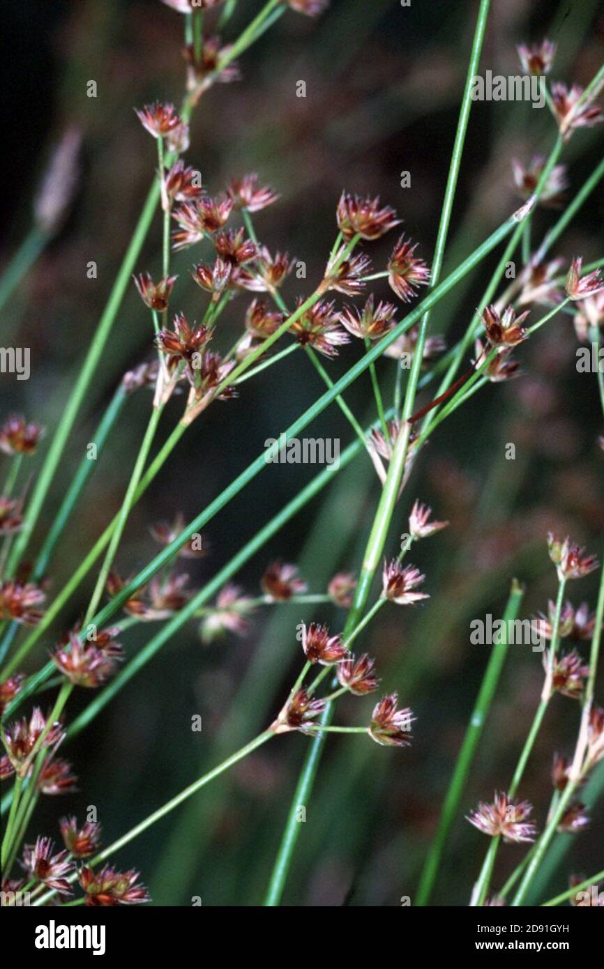 Juncus acuminatus NRCS-1 Stock Photo - Alamy