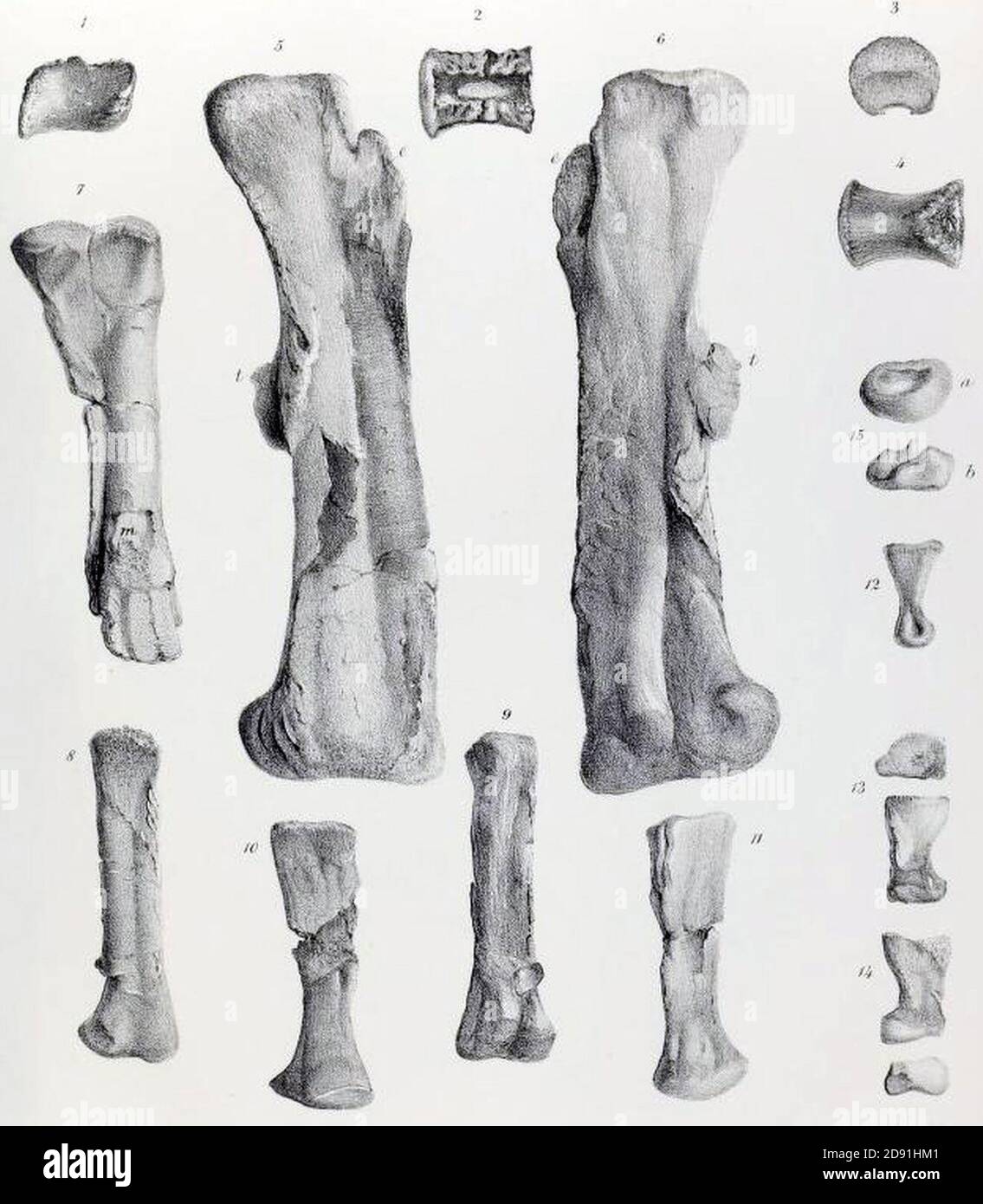 Scelidosaurus hi-res stock photography and images - Alamy