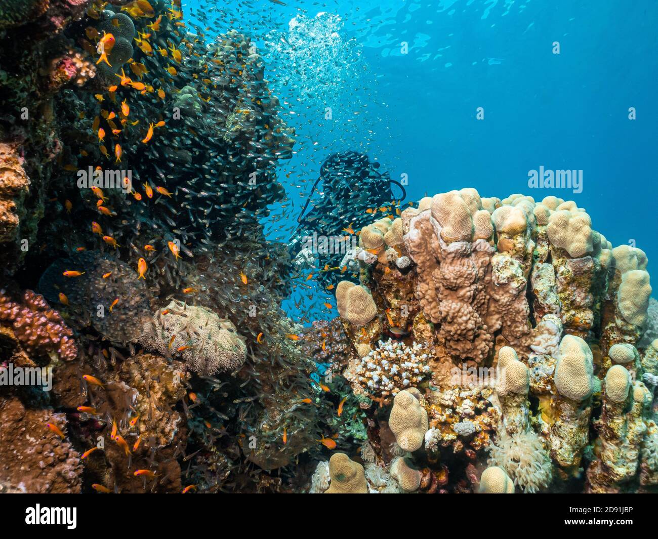A Red Sea coral reef teeming with marine life. A female scuba diver and ...
