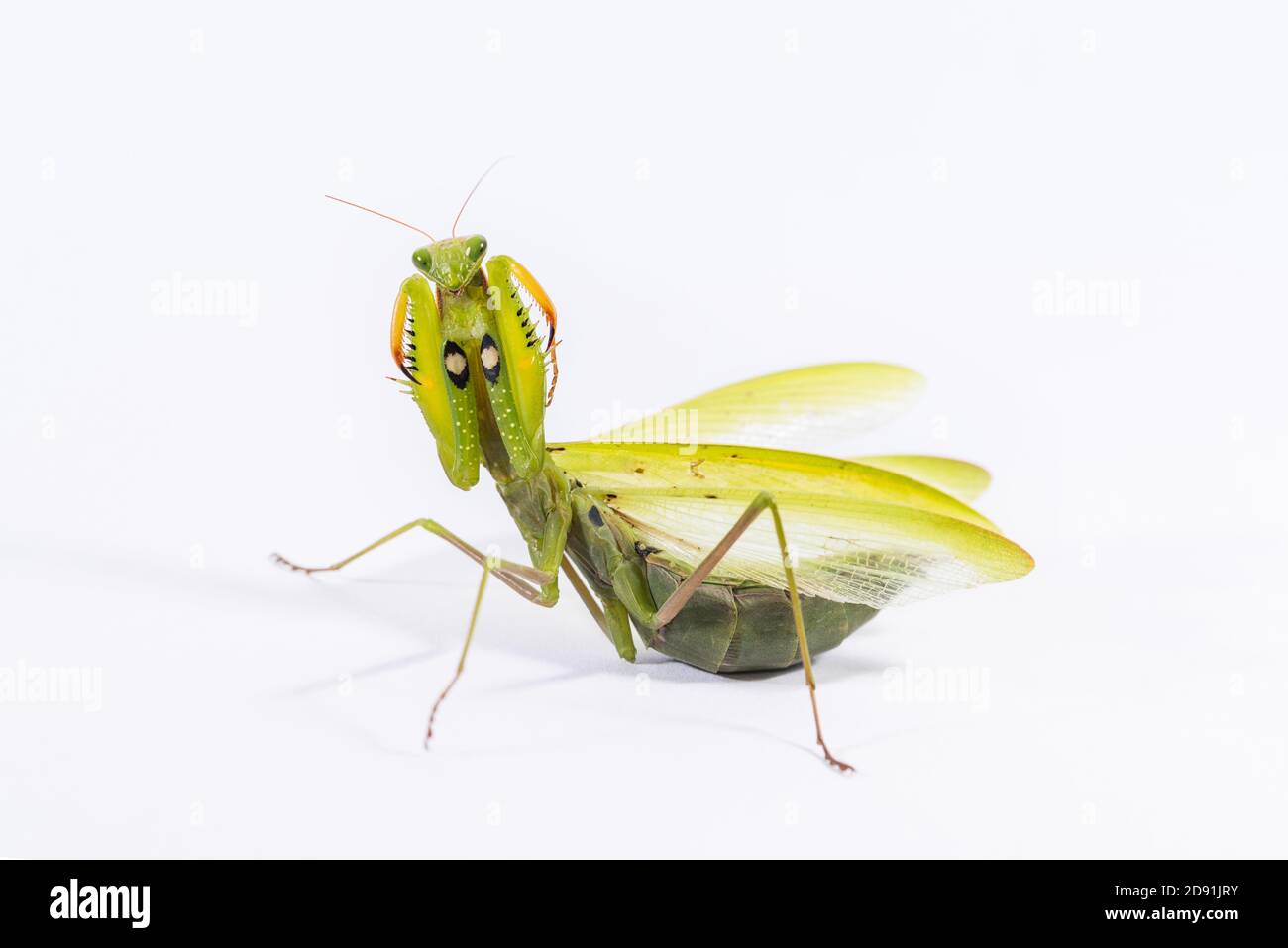 Praying mantis on a white background in a defensive pose Stock Photo ...