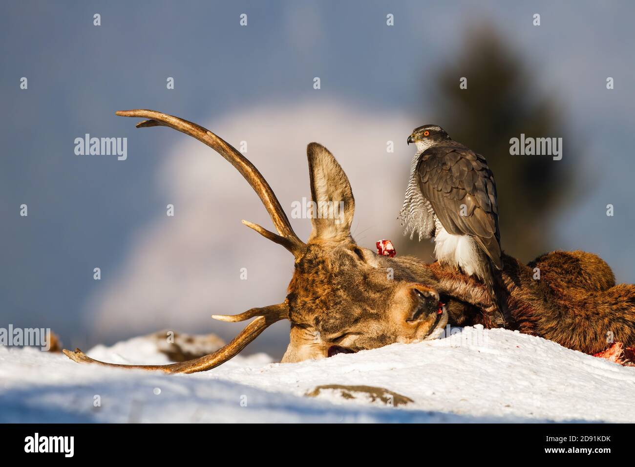 Northern goshawk sitting on dead deer in winter nature Stock Photo - Alamy
