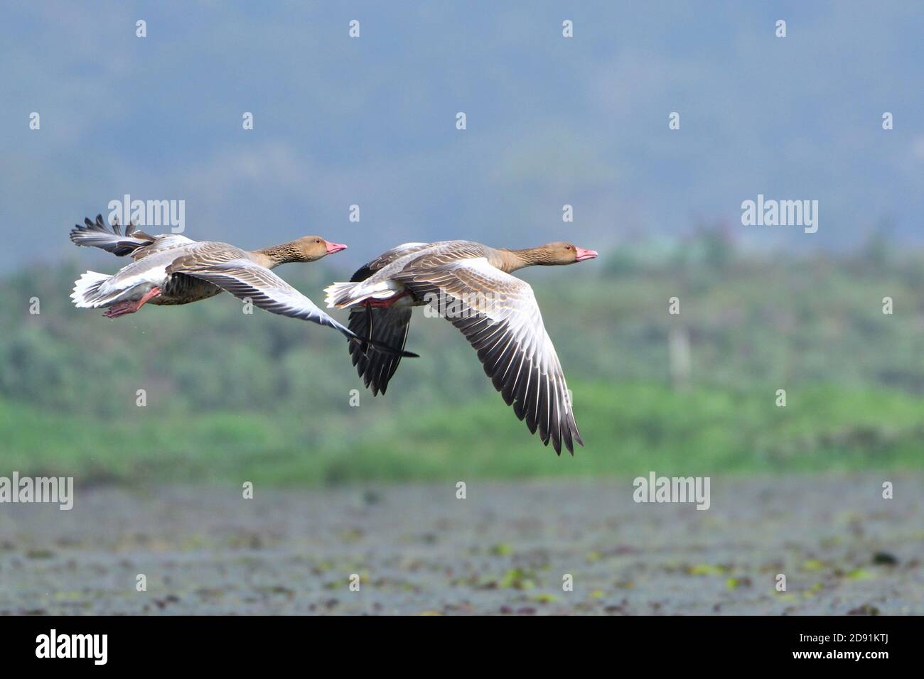 Flying goose hi-res stock photography and images - Alamy