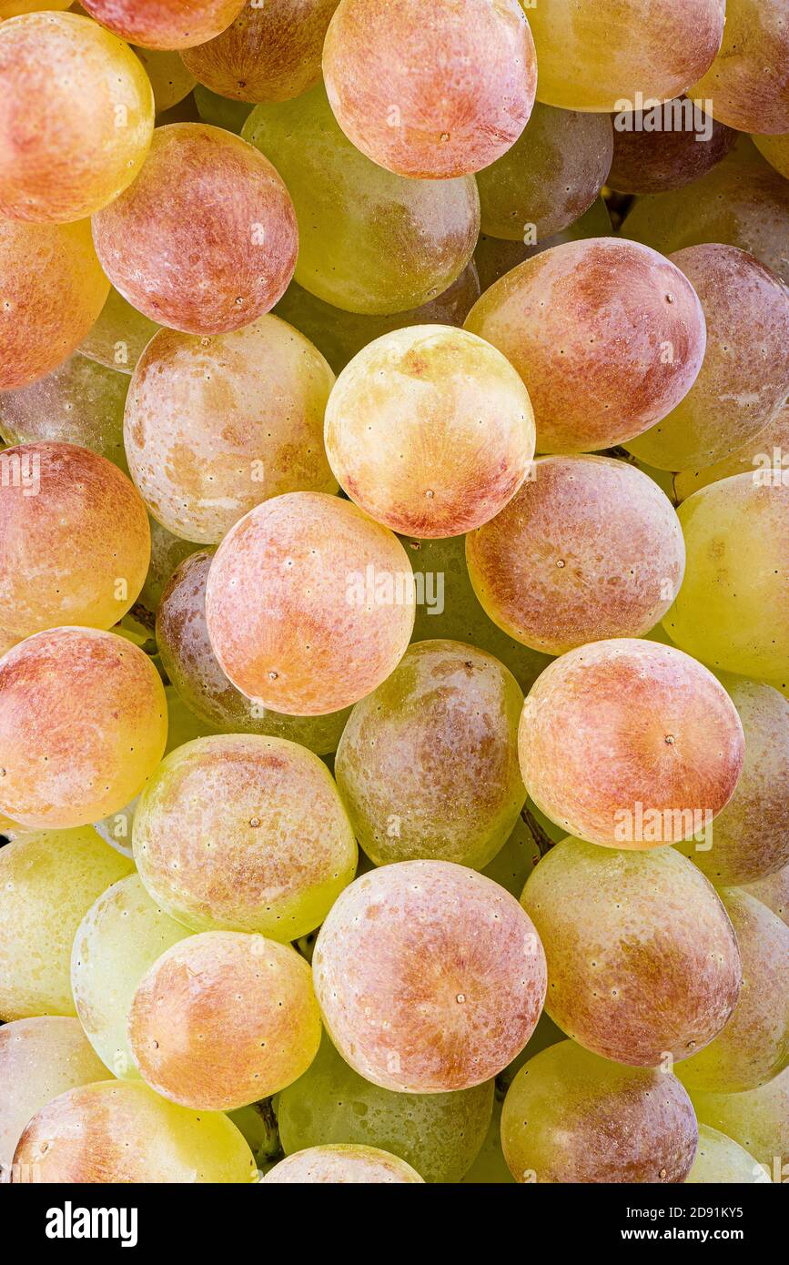 Close-up shot of berries of a bunch of ripe grapes. Food background ...