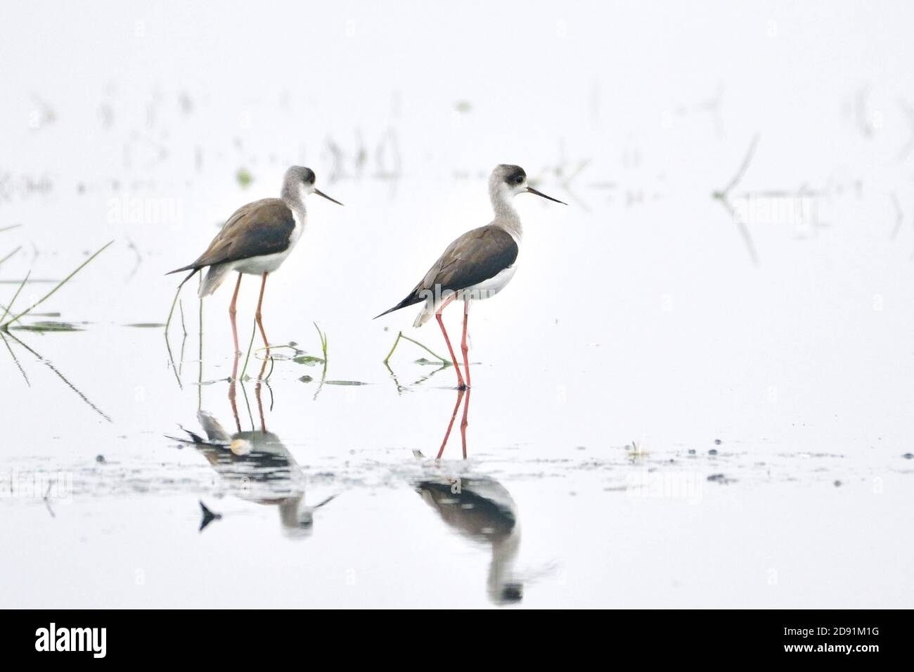 Stilt Birds Are Standing On The Wetland Stock Photo - Alamy