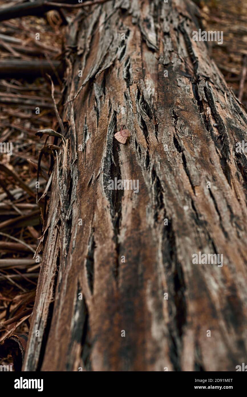 Photograph of a huge brown trunk Stock Photo - Alamy