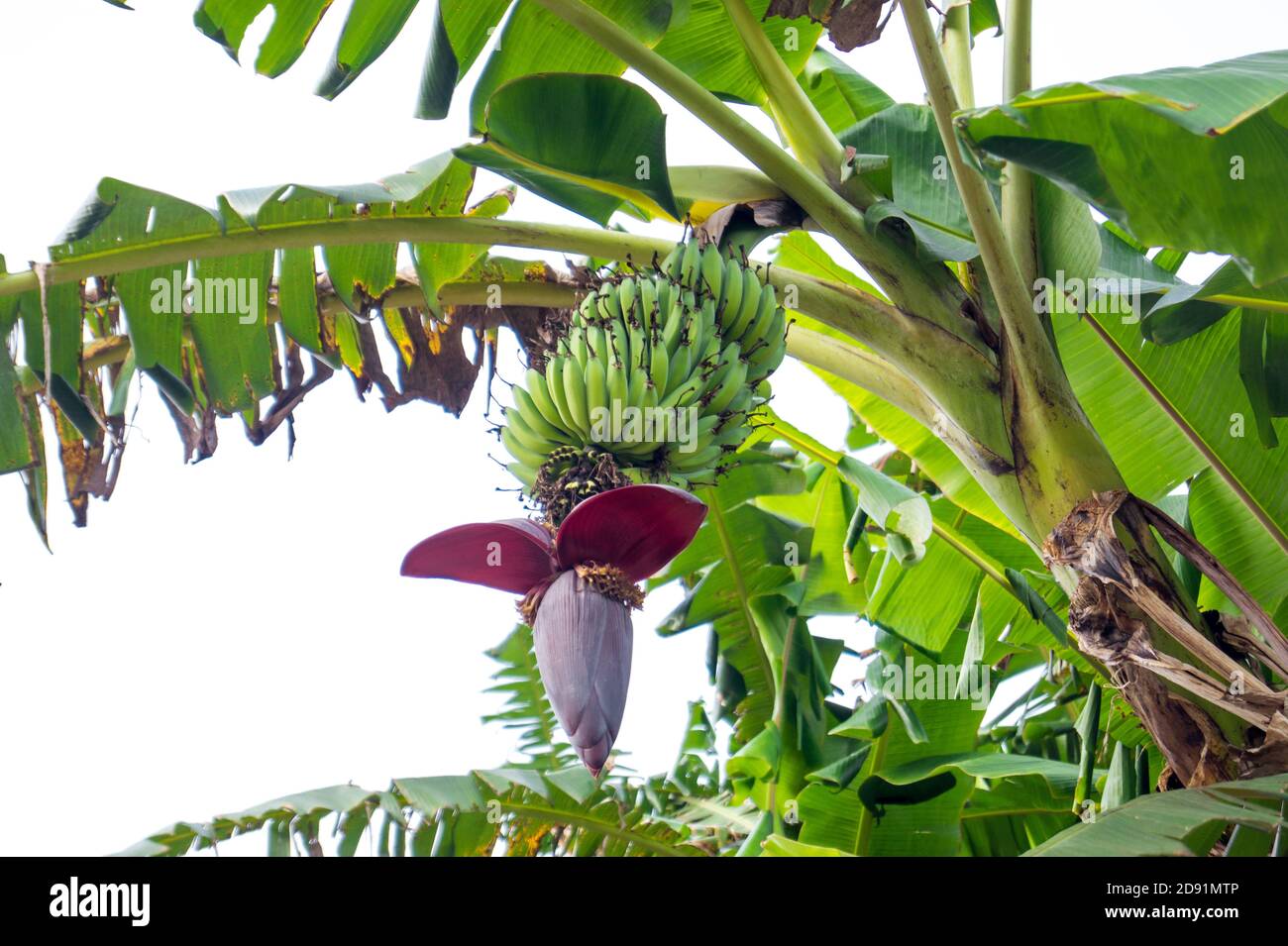 banana tree with hanging bananas Stock Photo - Alamy