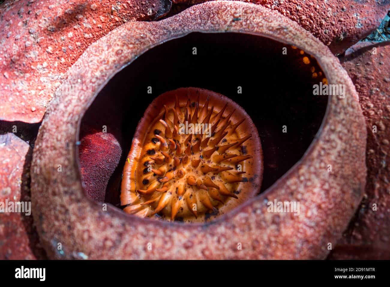 close up of inside of Rafflesia plant Stock Photo - Alamy
