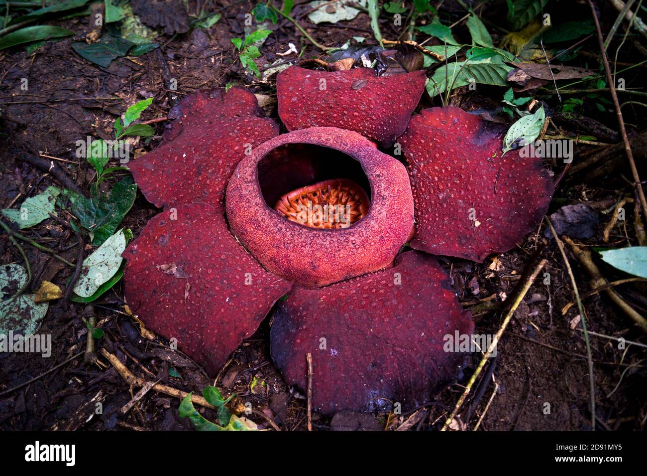 Giant rafflesia hi-res stock photography and images - Alamy
