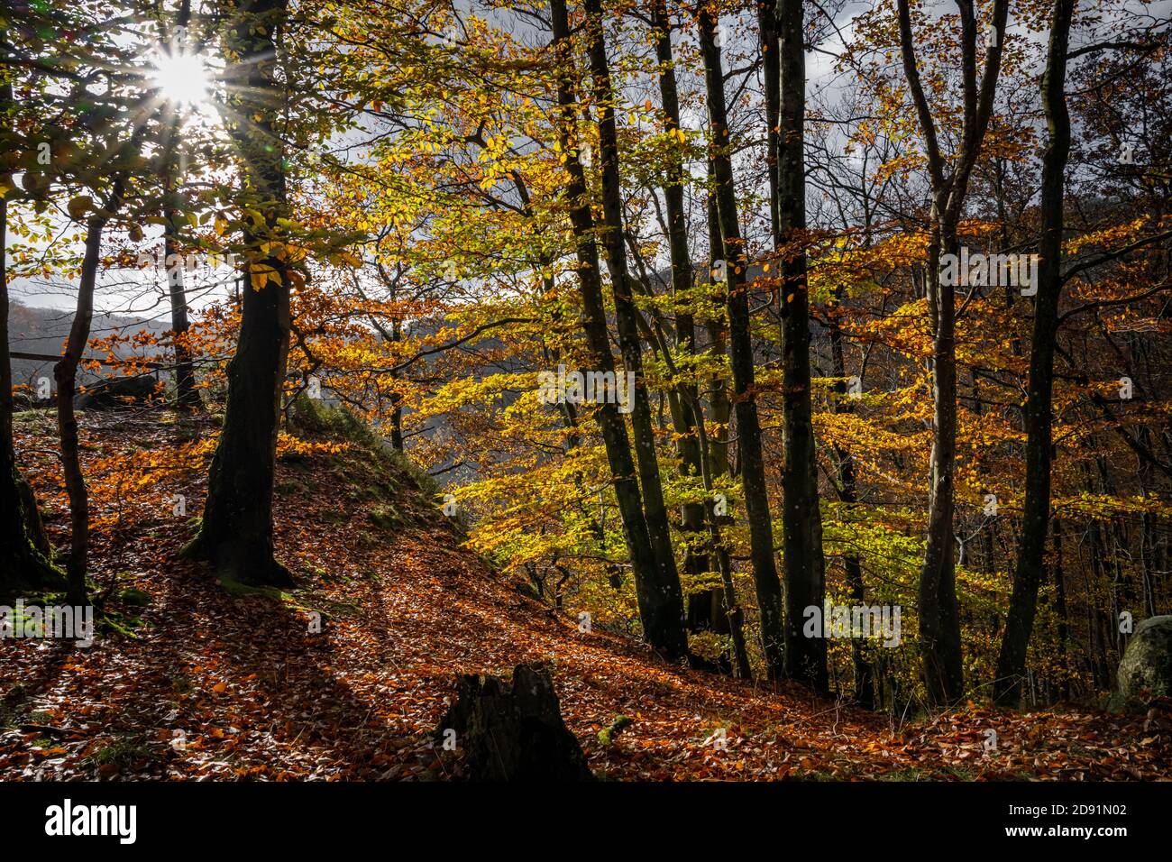 A beautiful view of colourful autumn forest. Picture from Soderasen ...