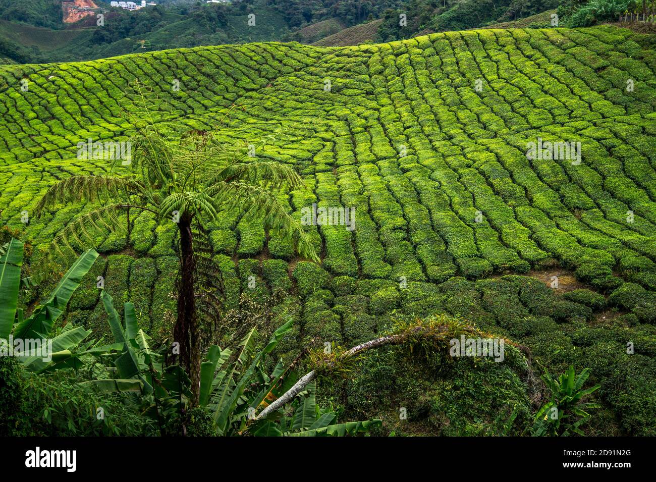 view on green tea plantation Stock Photo - Alamy