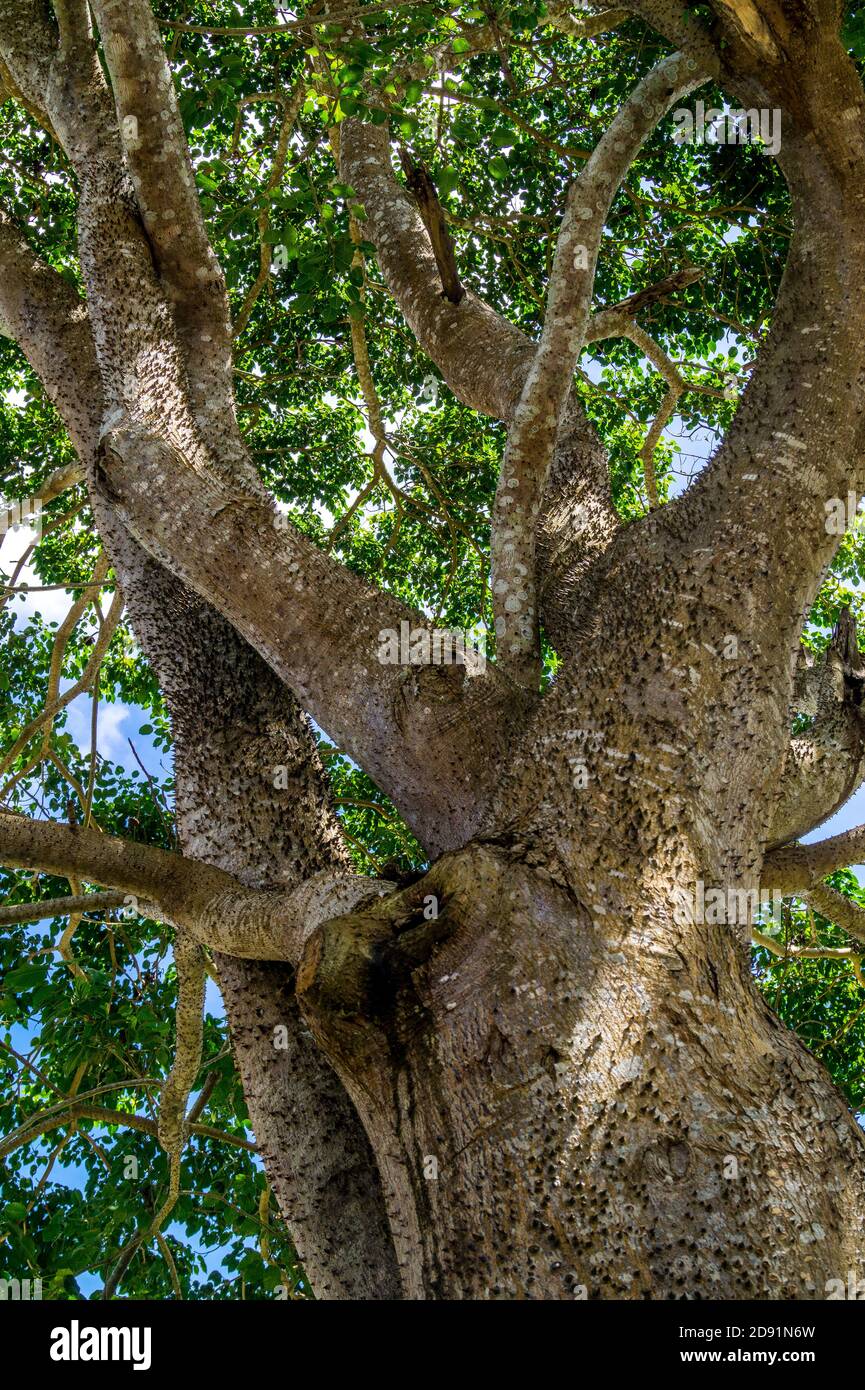 high and big tree with sharp pikes Stock Photo - Alamy