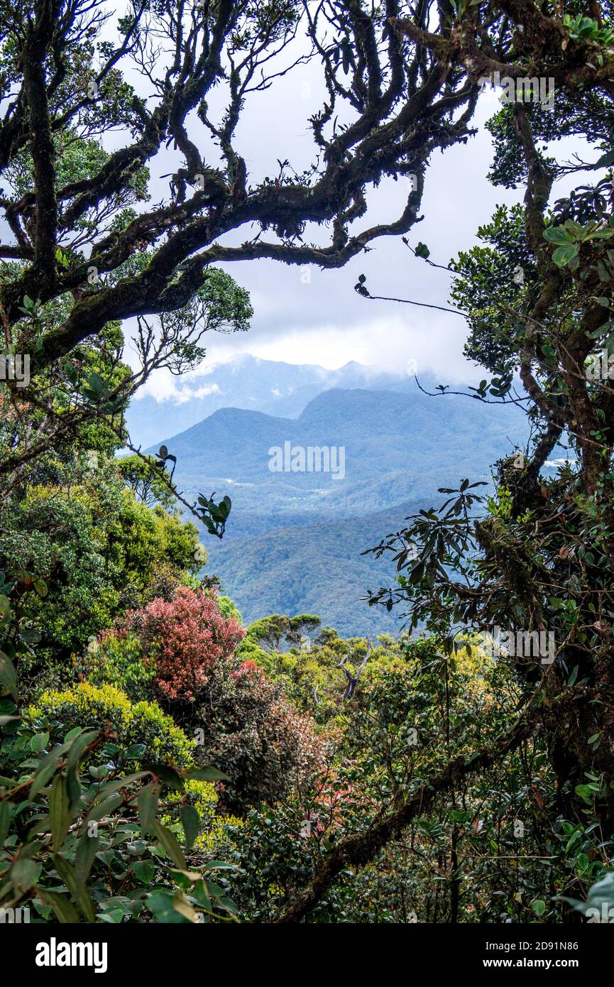 view on mountains through jungle trees Stock Photo - Alamy