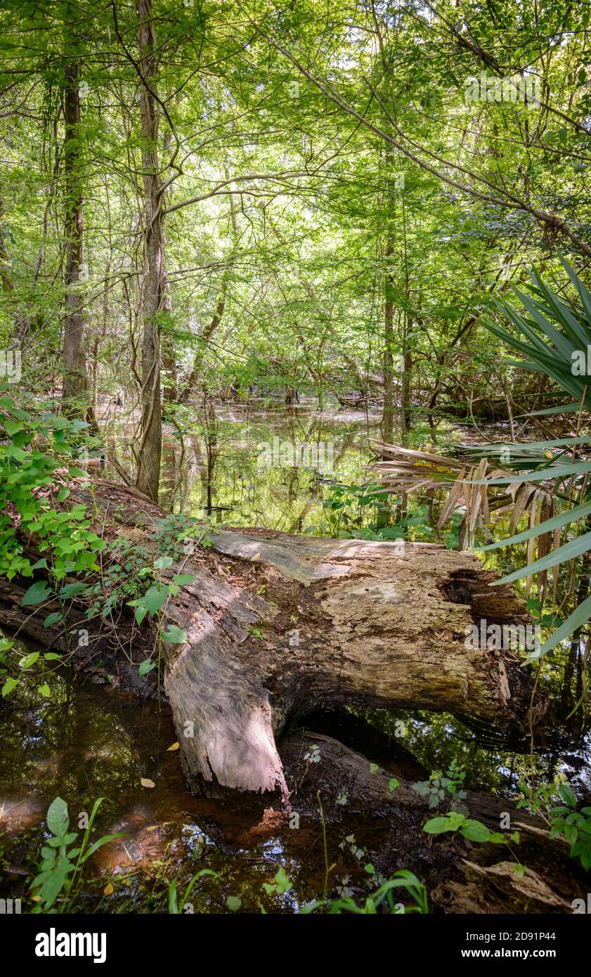 Lake Fausse Pointe State Park Stock Photo - Alamy
