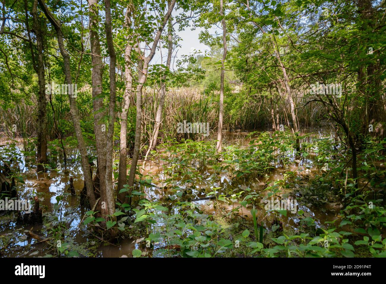 Lake Fausse Pointe State Park Stock Photo - Alamy