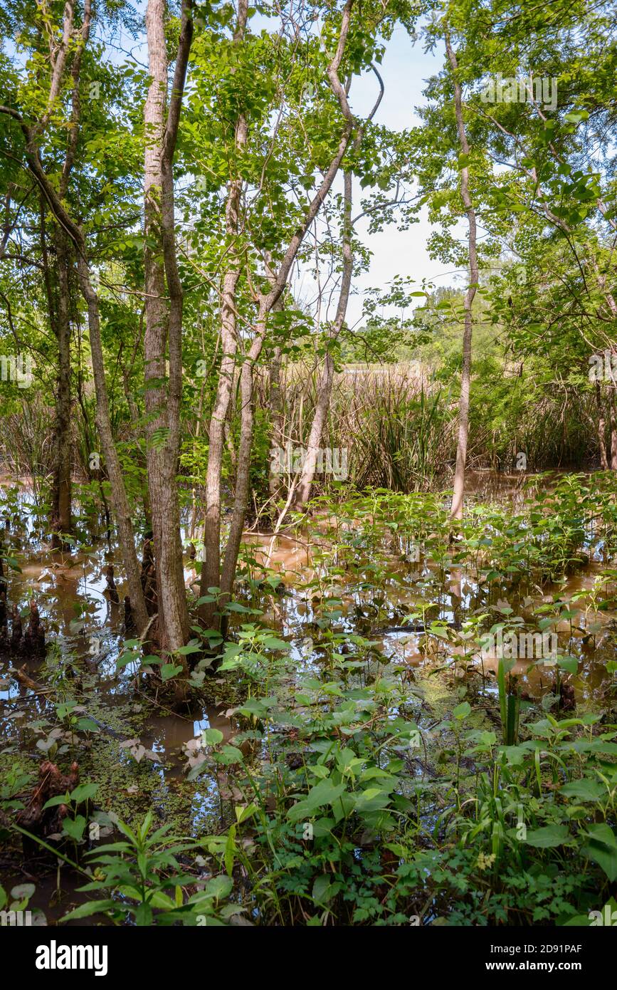 Lake Fausse Pointe State Park Stock Photo - Alamy