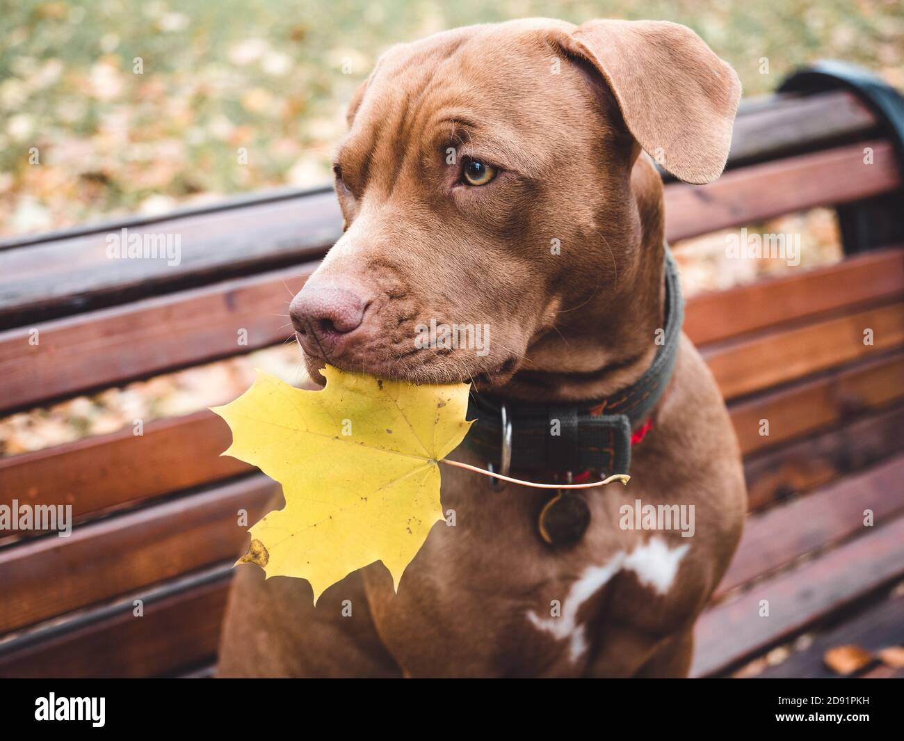 Lovable, pretty puppy of chocolate color. Close-up Stock Photo - Alamy
