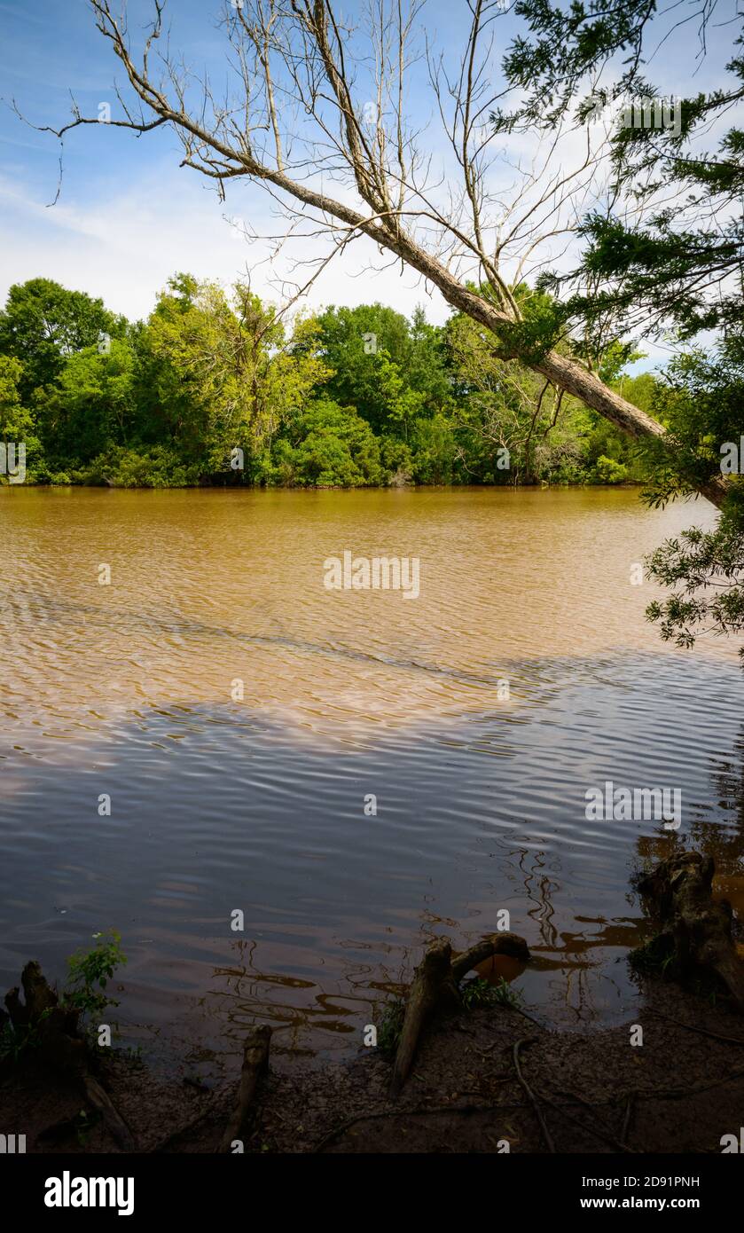 Lake Fausse Pointe State Park Stock Photo - Alamy