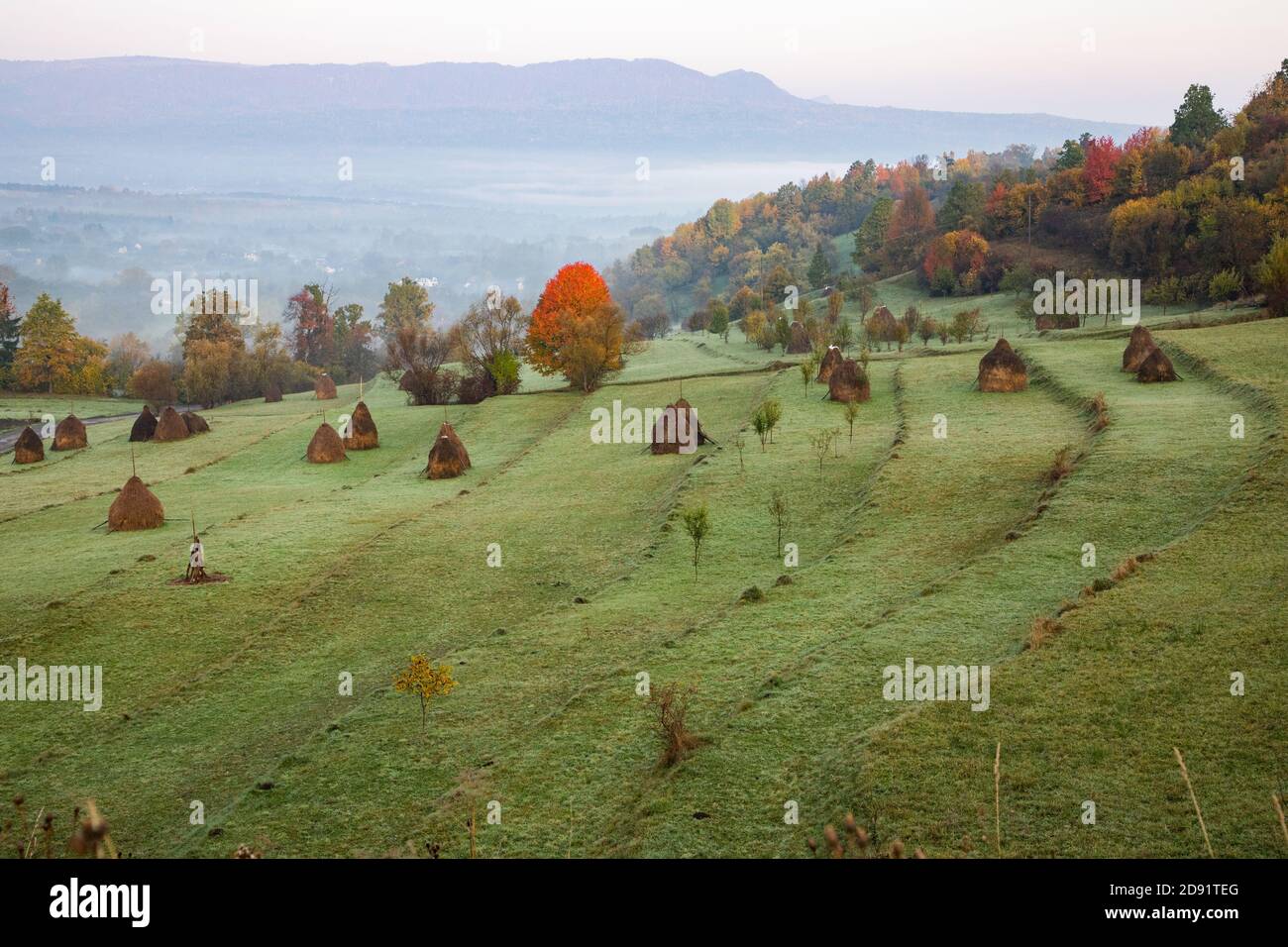 rural autumn landscape with fog and hay stacks Stock Photo - Alamy