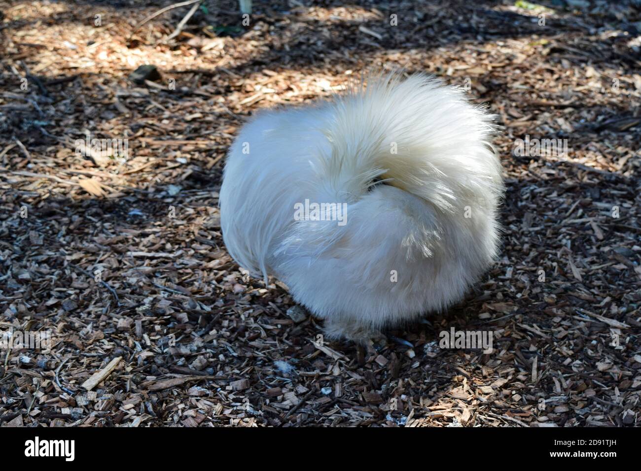 Silkie chicken walking on the farm in Queensland, Australia Stock Photo ...