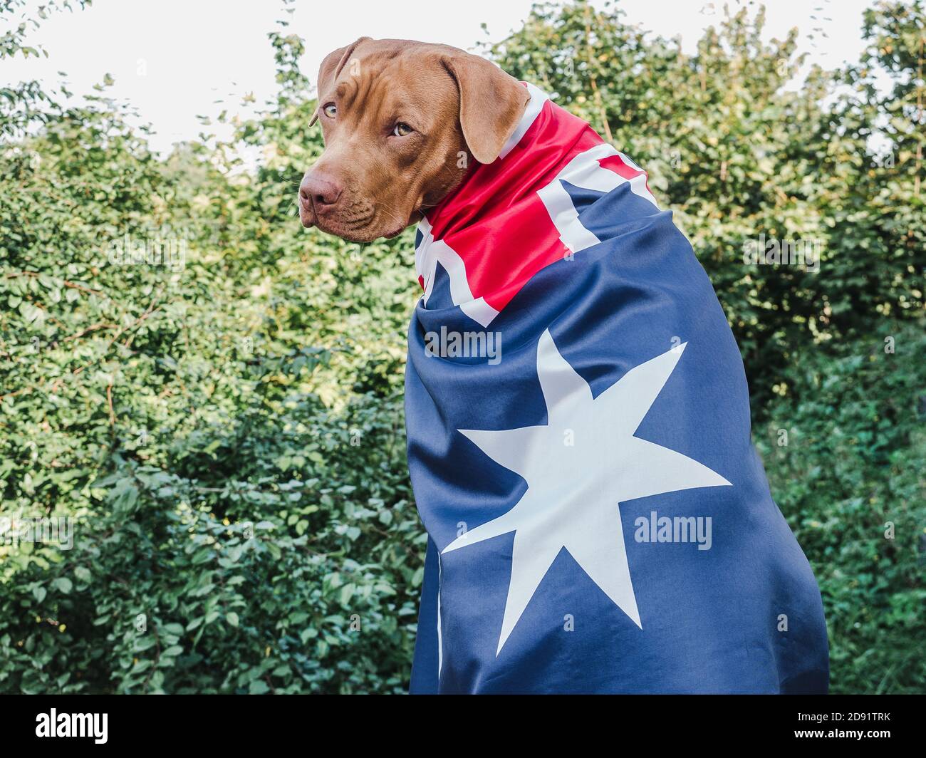 Bull dog back view hi-res stock photography and images - Alamy